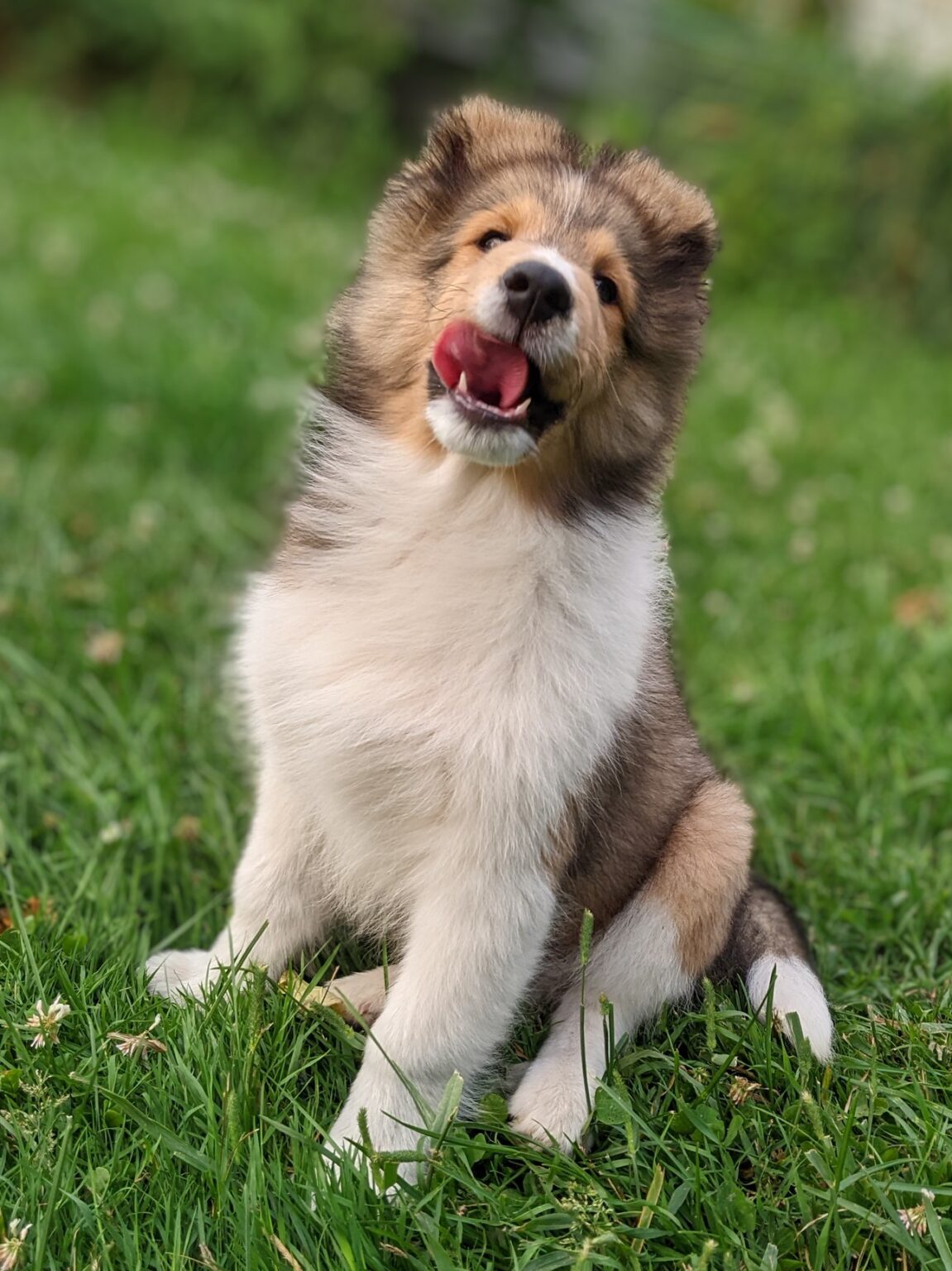 AKC Sheltie Puppies & Puppy Breeders in NY & PA | Sheltie Blessings