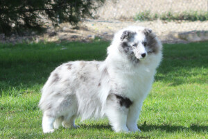 Sheltie Puppies For Sale in PA & New York | Sheltie Blessings