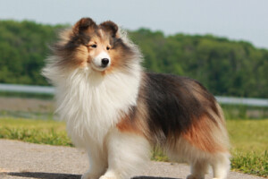 Sheltie Puppies For Sale in PA & New York | Sheltie Blessings